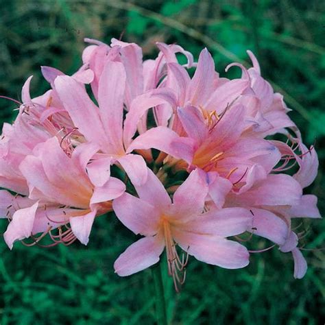 Lycoris Magic Lily Bulb Jackson And Perkins