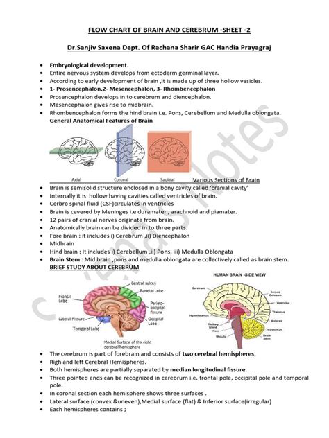 Brain And Cerebrum Pdf Cerebrum Cerebral Cortex