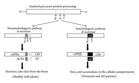 App Processing In Nondemented Healthy Individuals And Ad Patients App