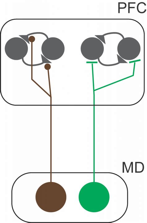 Project 1 Halassa Lab