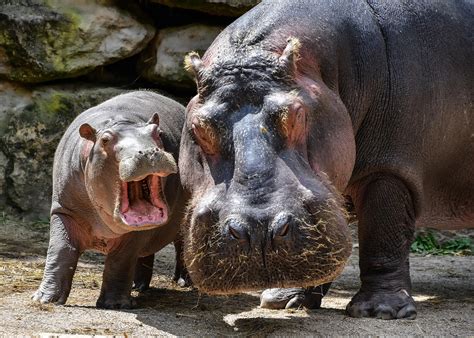 10000 Free Funny Hippopotamus And Hippopotamus Images Pixabay