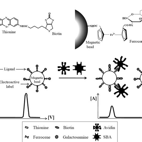 A Chemical Structures Of Biotinthionine Modified Magnetic Microbeads
