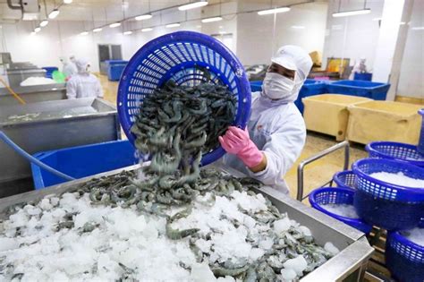TOP thị trường xuất khẩu tôm Việt Nam năm Aquaculture
