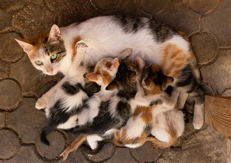 Will A Mother Cat Abandon Her Kittens If Touched By Humans Vet