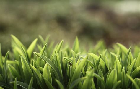 4k Ultra Hd Natures Green Grass Close Up Wallpaper