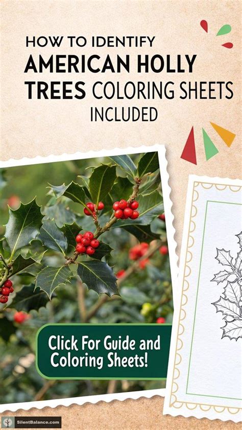 How To Identify American Holly Trees Coloring Sheets Included Silent Balance
