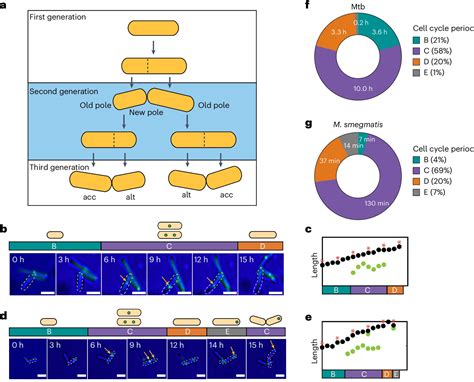 Single Cell Imaging Of The Mycobacterium Tuberculosis Cell Cycle