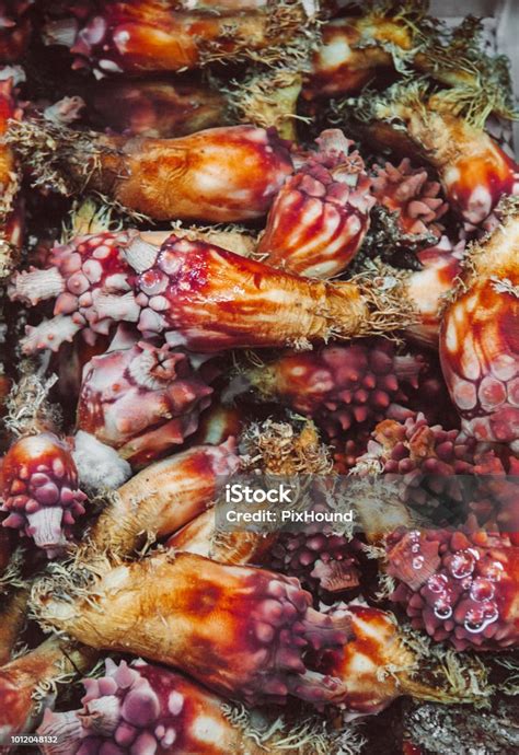 Nanas Laut Berwarnawarni Atau Menyemprotkan Laut Yang Dijual Di Pasar