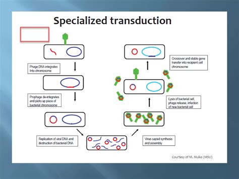 Reproduction In Bacteria Pdf