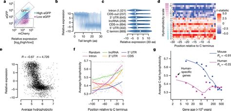 noncoding translation mitigation is associated with c terminal