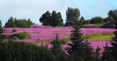 Ubiquitous And Appealing Hardy And Healing Fireweed Is Alaskas