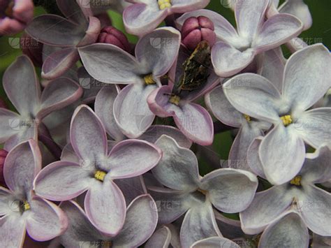 美丽的丁香花特写镜头