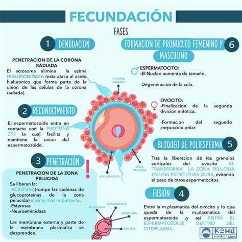 Fecundación