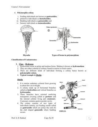 Coelenterates Examples