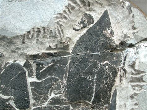 Placoderm Armored Fish Fossil