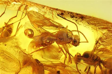Winged Ants Stock Image Image Of Organic Amber Inclusion 329025931