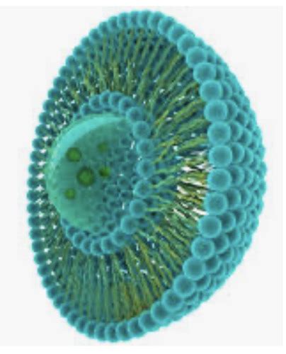 1 Structure De Cellule Eucaryote Cartes Quizlet