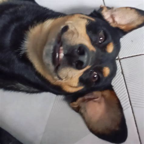 Jorge A Arenas Serna