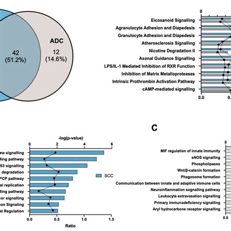 The Most Representative Altered Canonical Pathways Associated With Scc