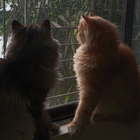 Shadowandsimba Youtube