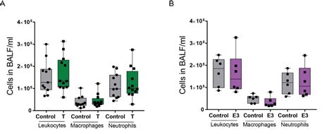 Sex Steroids Induce Membrane Stress Responses And Virulence Properties