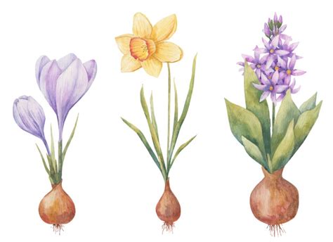 Tabla De Tipos De Bulbos De Plantas Que Comemos 15 Plantas De Bulbos