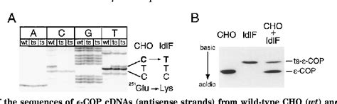 figure 1 from a single point mutation in cop results in temperature