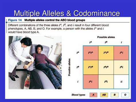 Multiple Alleles And Sex Linked Patterns Of Inheritance Ppt Download
