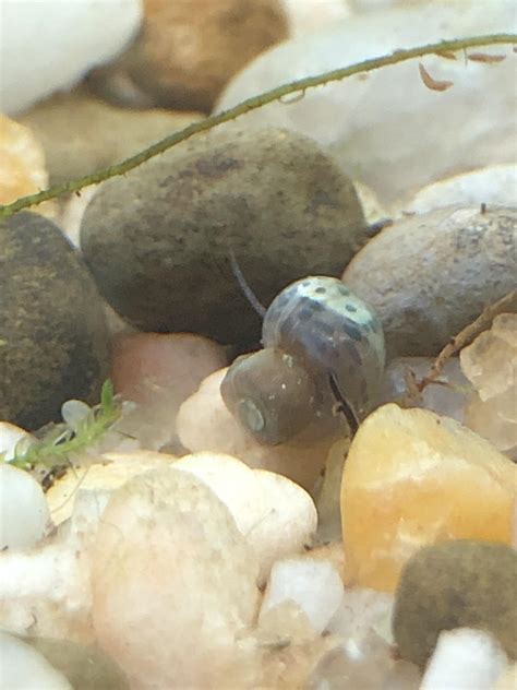 Ramshorn Shell Defect Growing Sideways Rplantedtank