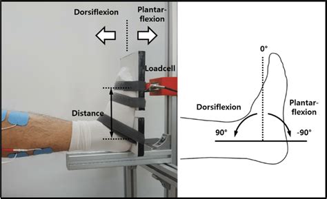 Data Acquisition Device For Isometric Contraction Tests Download Scientific Diagram
