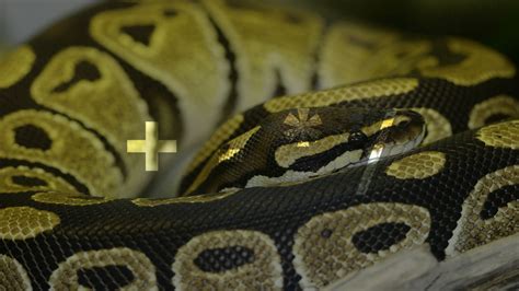 Toán Tử Trong Python