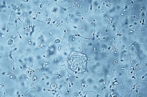 Sex News Articles And Features New Scientist