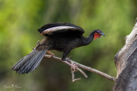 13 Fotos Fantásticas De La Pava Aliblanca Aves De Peru