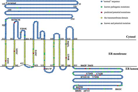 Transmembrane Domain Structure Of Wolframin And Its Distribution Of