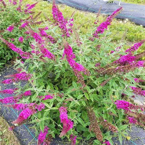 Miss Violet Butterfly Bush 4 Pot Buddleia Proven Winners Hirt