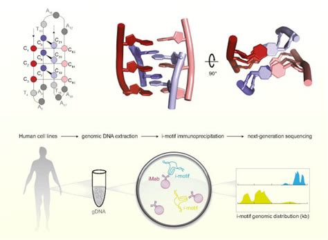 Mysterious I Motif Structures Are Common In Human Genomic Dna Study