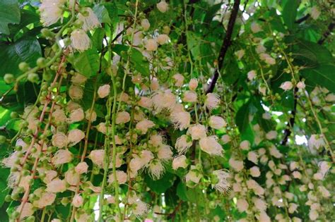 夏夜煙花恣意盛放 八里龍米公園共賞穗花棋盤腳 生活 自由時報電子報