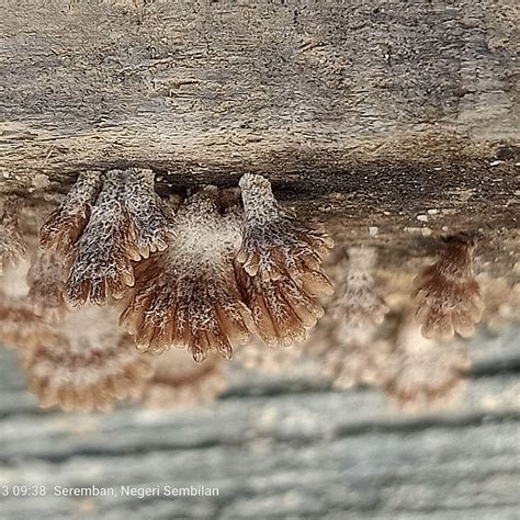 Schizophyllum Commune Splitgill Shroomid