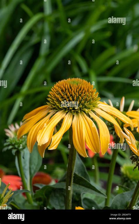 Blossom Of Yellow Echinacea Purpurea Magnus Or Coneflower In Garden In