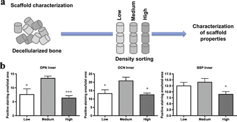 Decellularized Bone Matrix Scaffold For Bone Regeneration Springerlink