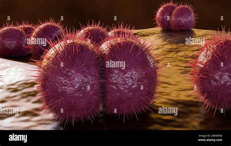 3d Rendering Of Neisseria Meningitidis Also Known As Meningococcus Is