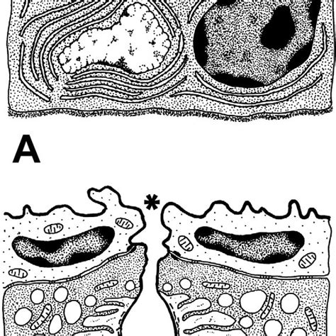 Schematic Drawings Summarizing The Main Cytological Features Of Cells