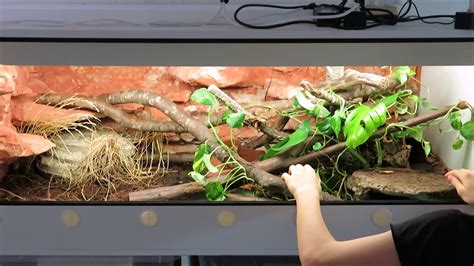 Ball Python Setup Youtube