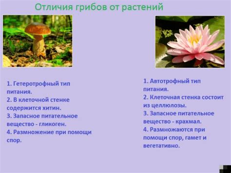 Ботаника как наука. Какой раздел биологии изучает растения? | Дорога Знаний