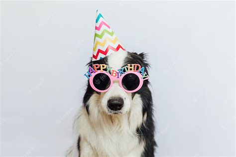 Premium Photo Happy Birthday Party Concept Funny Cute Puppy Dog