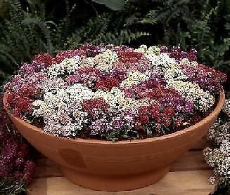 Alyssum Sweet Alice Mix 5 000 Seeds Ebay