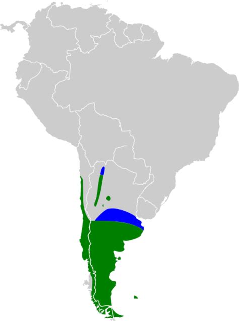 Significado De «lloica