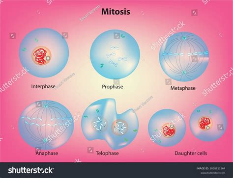 Procedimiento De División Celular En Mitosis Vector De Stock Libre De Regalías 2058811964