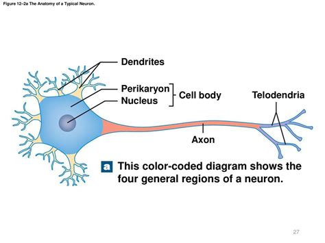 Neuron Telodendria Anatomy Diagram