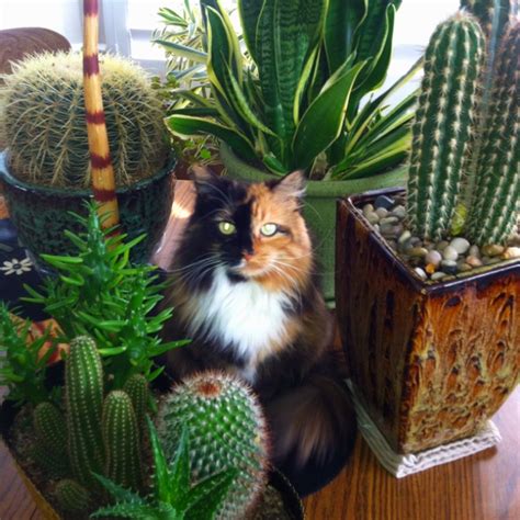 216 Best Cats And Cactus From The Web Images On Pinterest Cactus